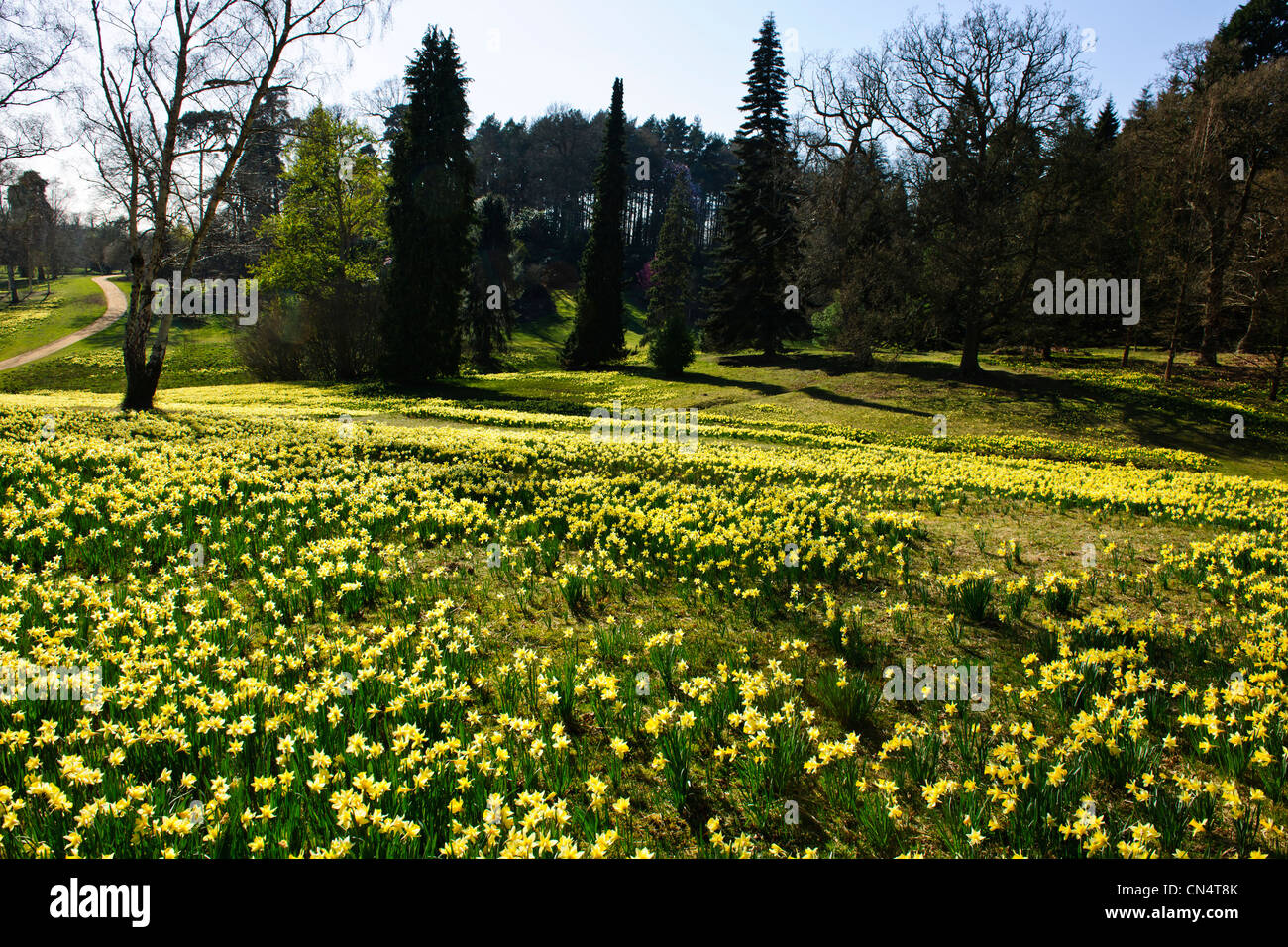 Windsor Great Park,Spring Dwarf Daffodils,Valley Gardens,The Crown ...