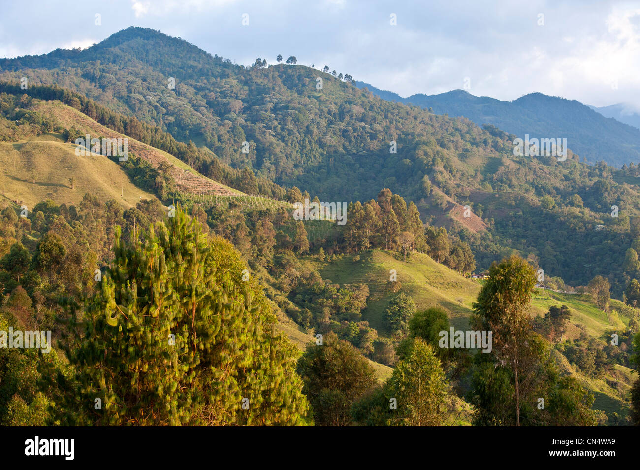 Columbia, Quindio Department, Triangulo del Cafe (the Coffee Triangle ...