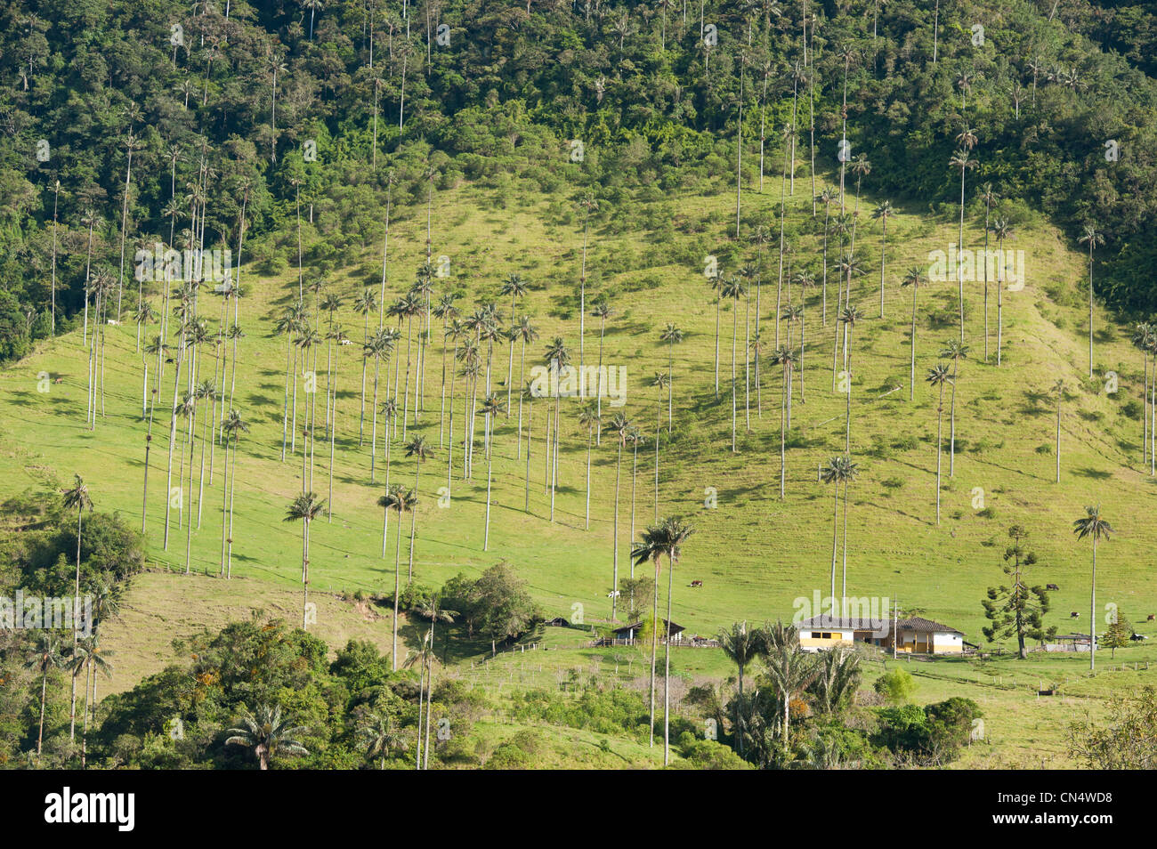 Columbia, Quindio Department, Triangulo del Cafe (the Coffee Triangle ...