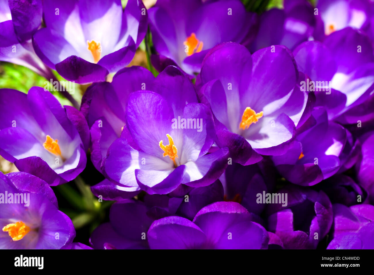 Purple crocus blooming in sunshine in spring Stock Photo - Alamy