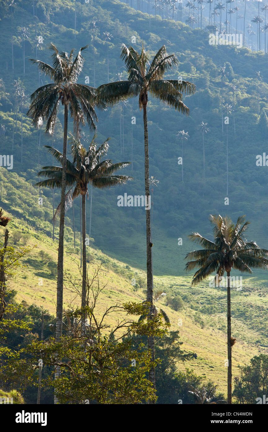 Columbia, Quindio Department, Triangulo del Cafe (the Coffee Triangle ...