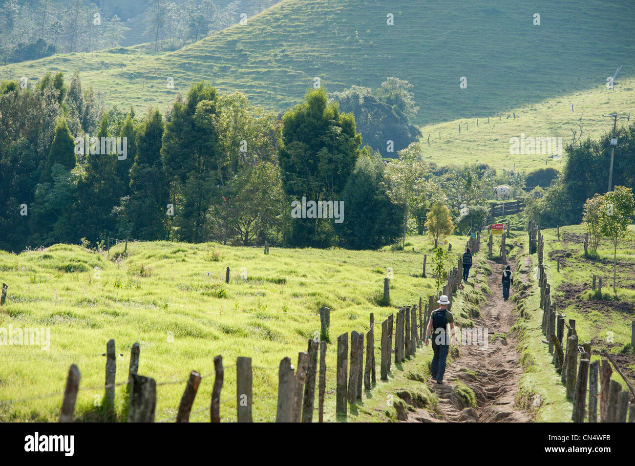 Columbia, Quindio Department, Triangulo del Cafe (the Coffee Triangle ...