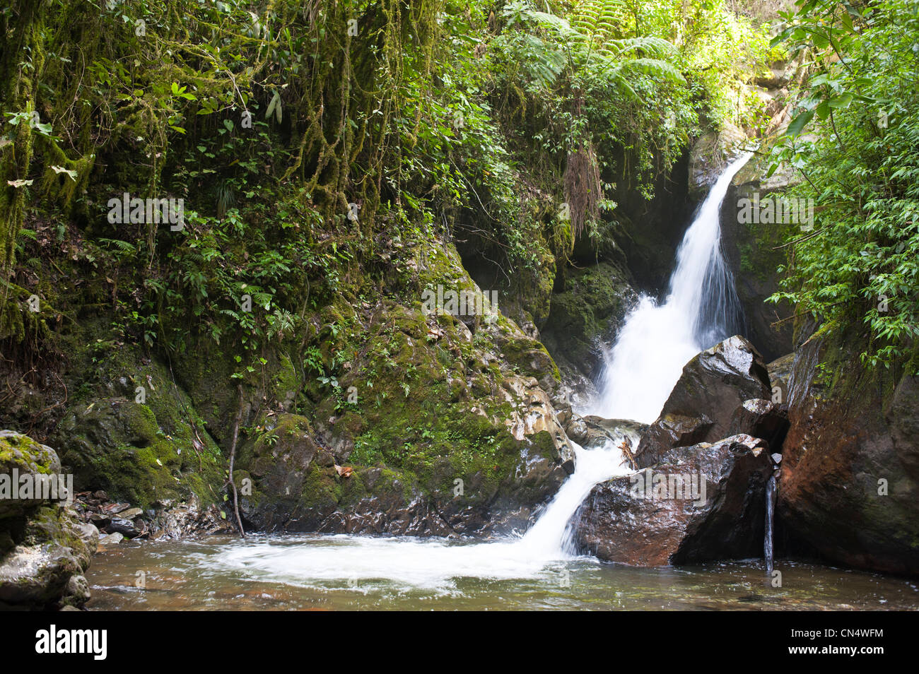 Columbia, Quindio Department, Triangulo del Cafe (the Coffee Triangle ...