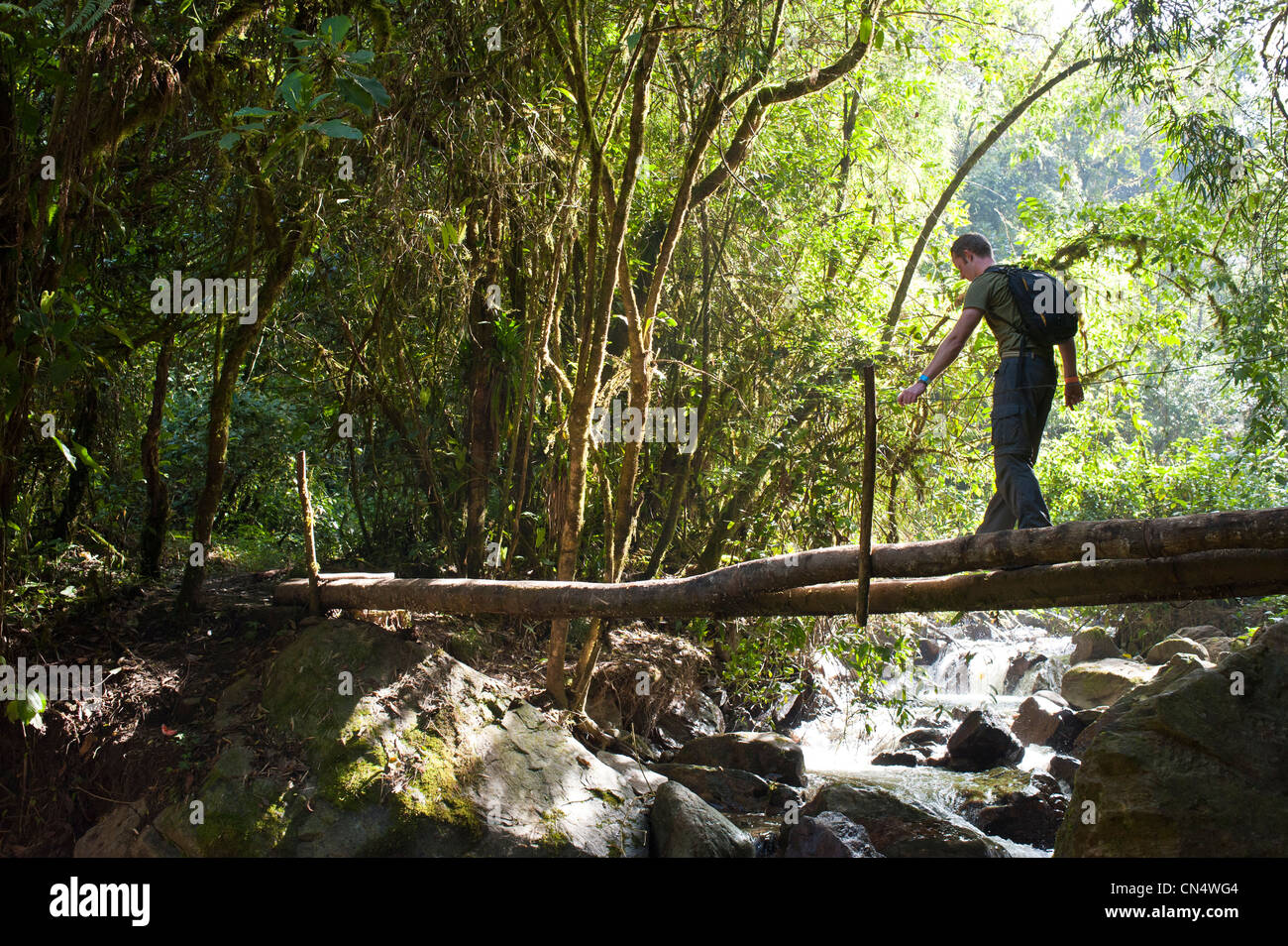 Columbia, Quindio Department, Triangulo del Cafe (the Coffee Triangle ...