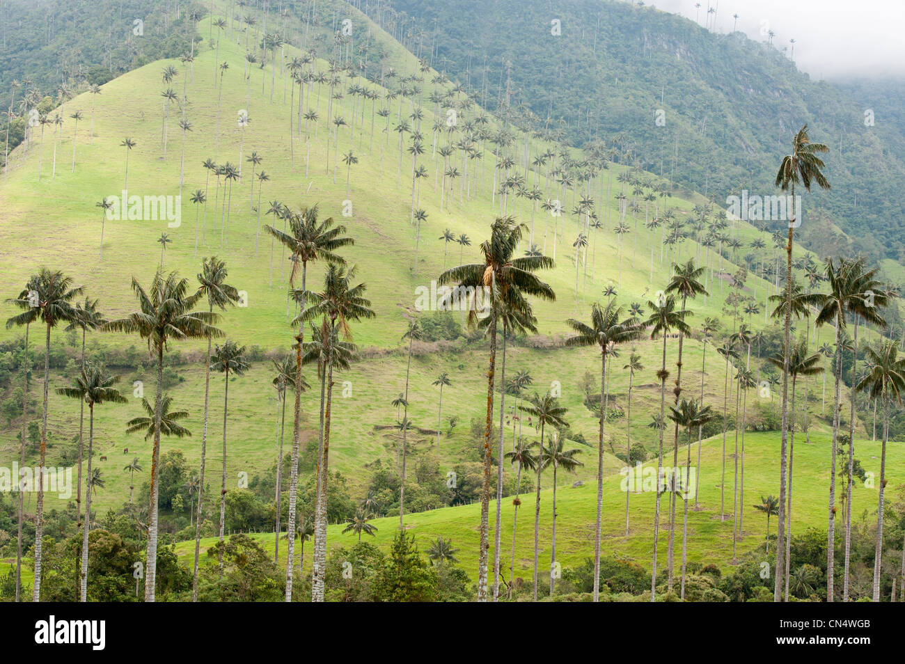 Columbia, Quindio Department, Triangulo del Cafe (the Coffee Triangle ...