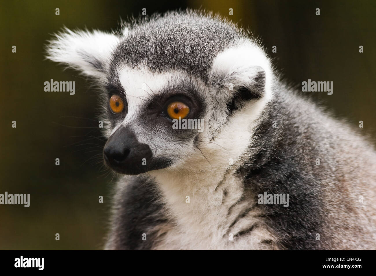 Portrait of Ring-tailed lemur or Lemur catta Strepsirhine sitting and ...