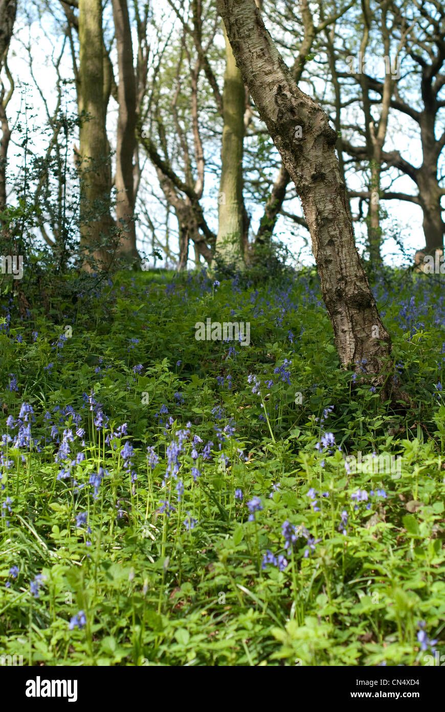 British Bluebell Wood Stock Photo - Alamy