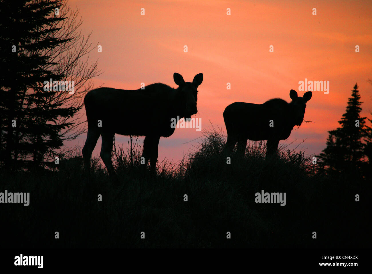 Moose Silhouetted at Sunset, near Gunner's Cove, Newfoundland Stock ...