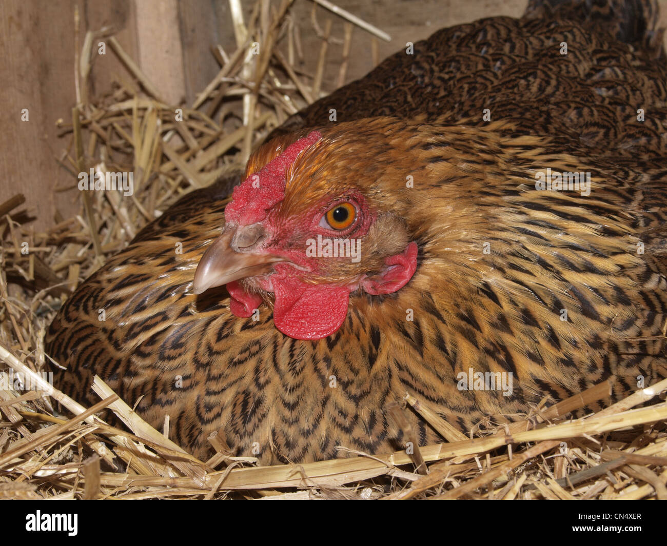Blue Partridge Wyandotte