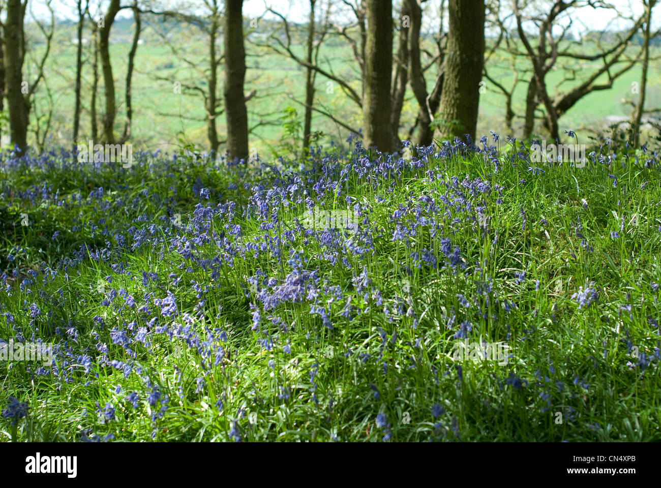 British Bluebell Wood Stock Photo - Alamy