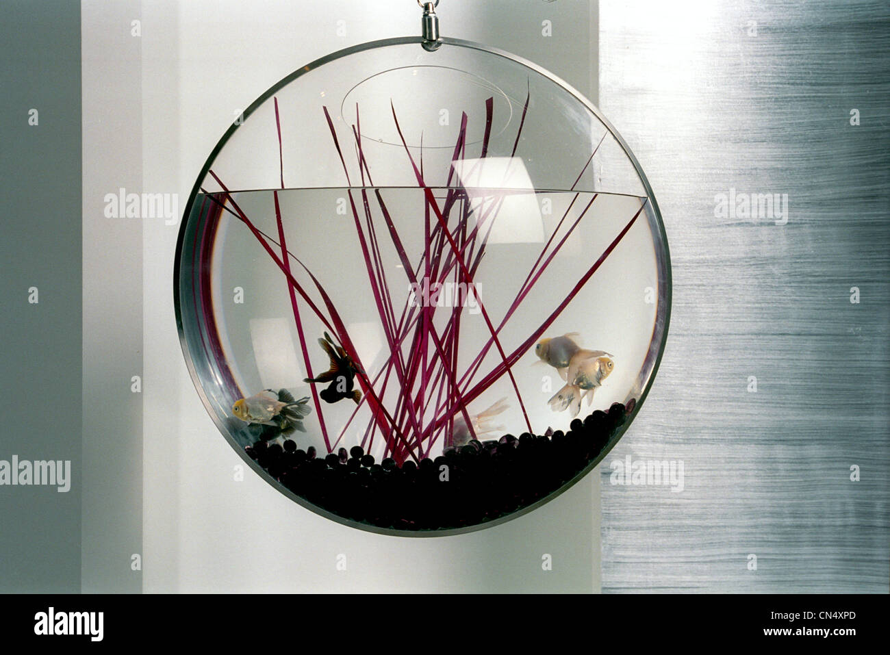 Fish swin in a modern fishbowl Stock Photo - Alamy
