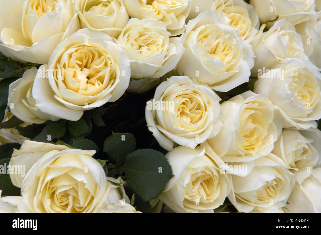 Bunch of yellow roses.Soft yellow flowers with green leaves. bouquet of ...