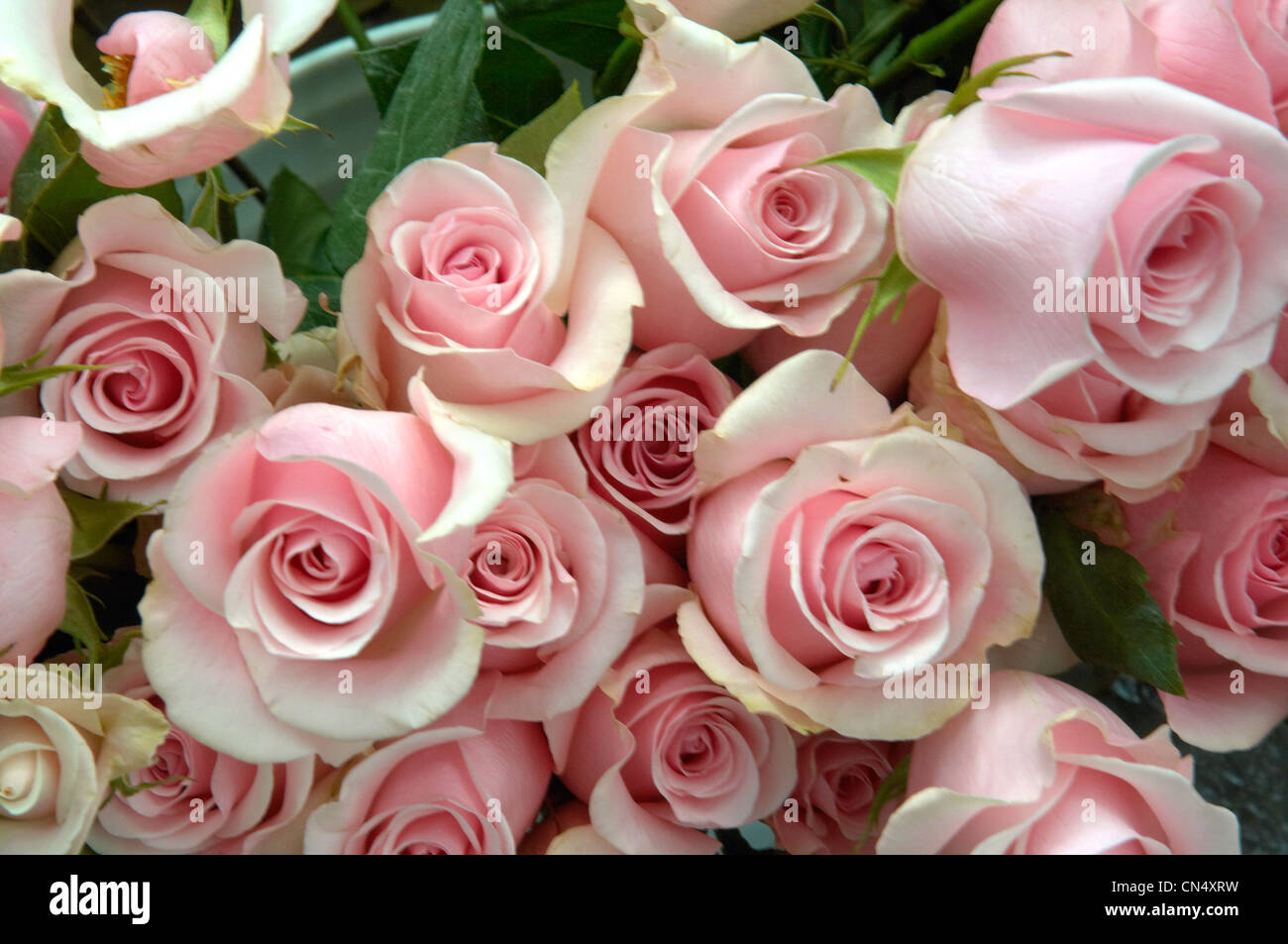 Bunch of Pink roses.Soft pink flowers with green leaves. bouquet of ...