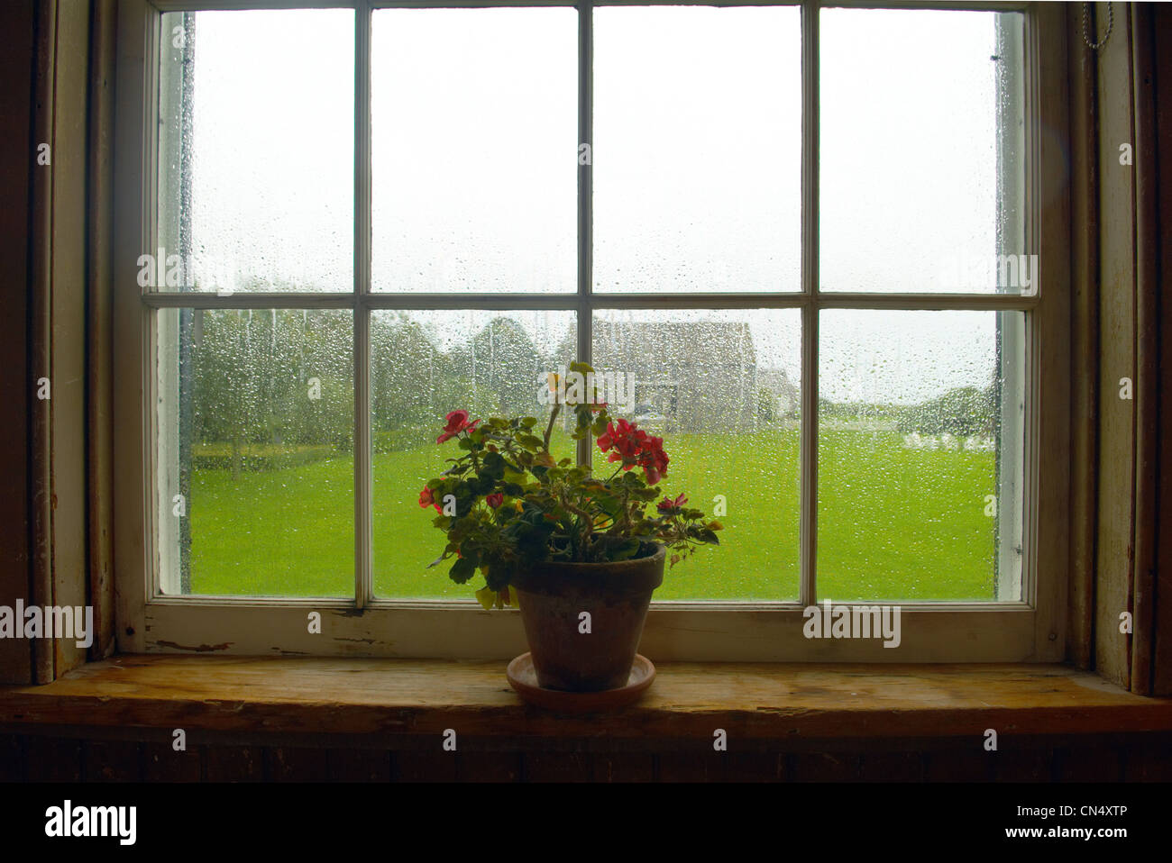 Pot of flowers on a windowsill over looking lawn. Rain on window. four ...