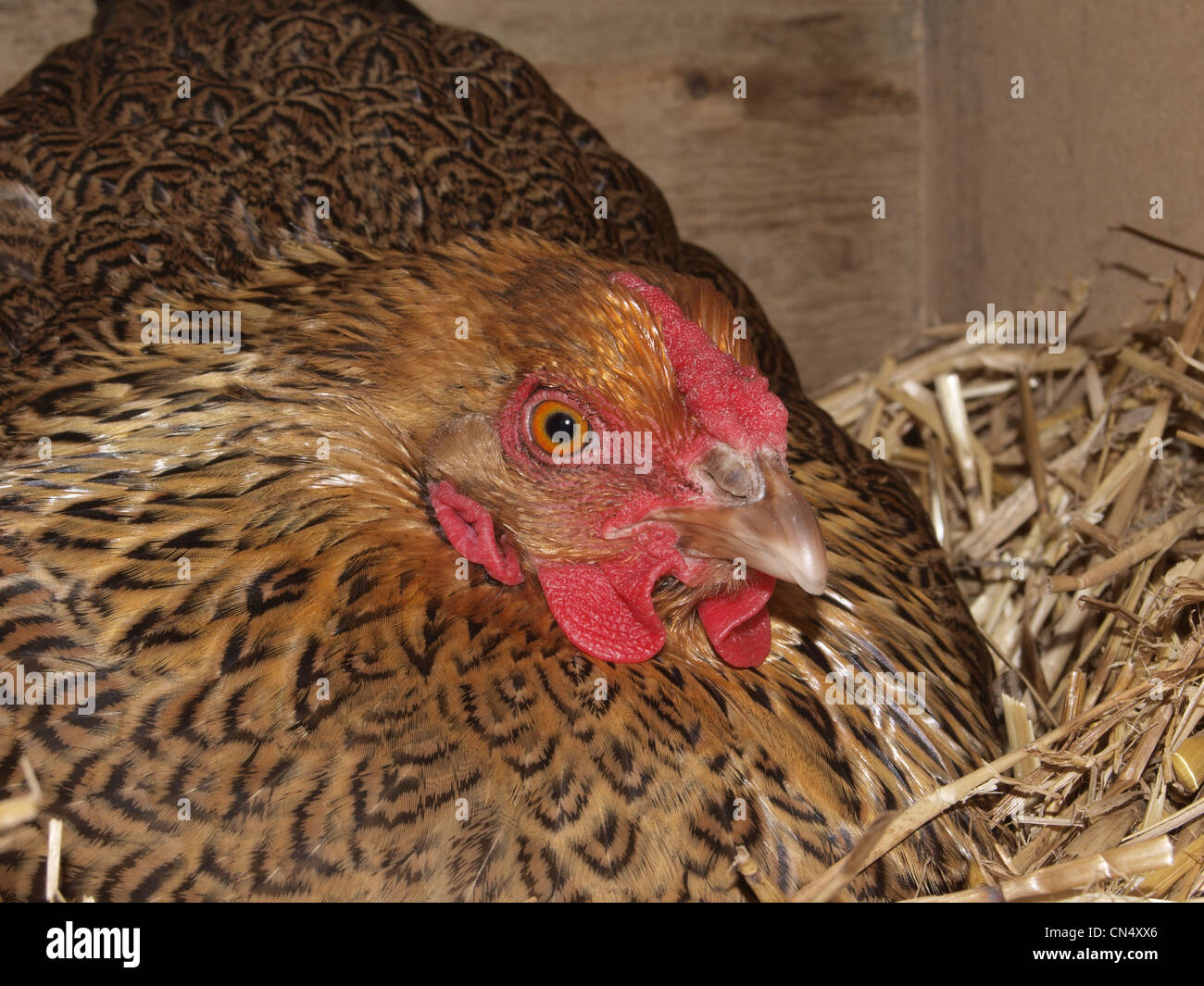 Nesting Partridge High Resolution Stock Photography and Images - Alamy