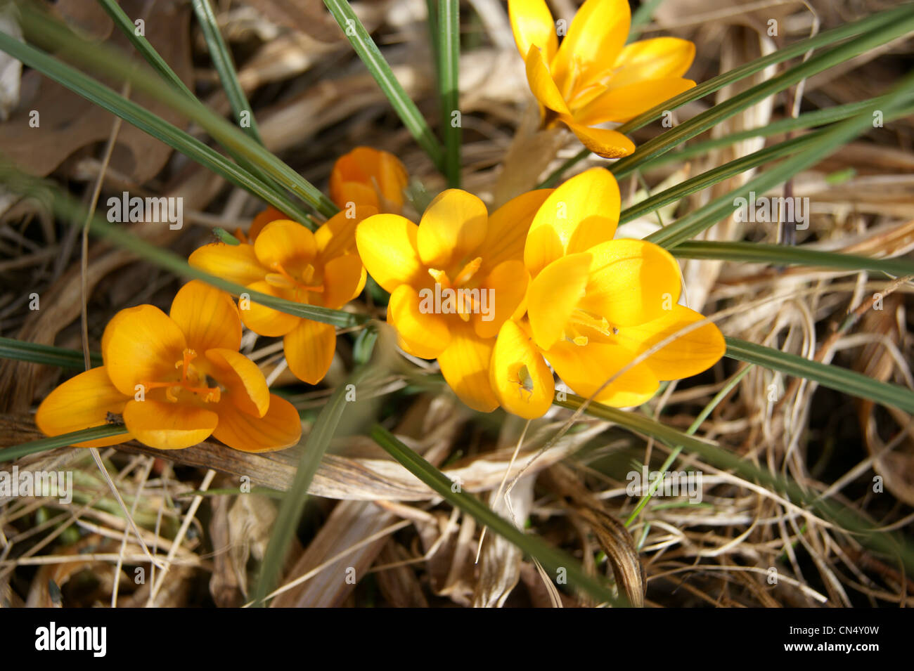 Dutch yellow crocus (Crocus flavus) and green aphids (Aphidoidea) in ...