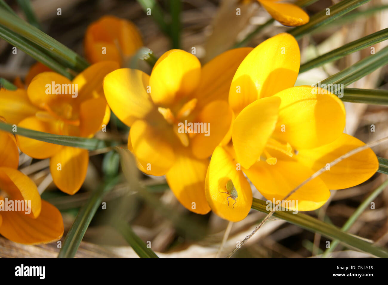 Dutch yellow crocus (Crocus flavus) and green aphids (Aphidoidea) in ...