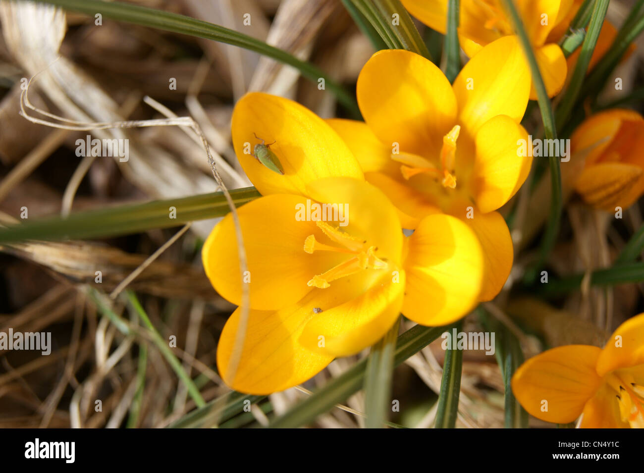 Dutch yellow crocus crocus flavus hi-res stock photography and images ...