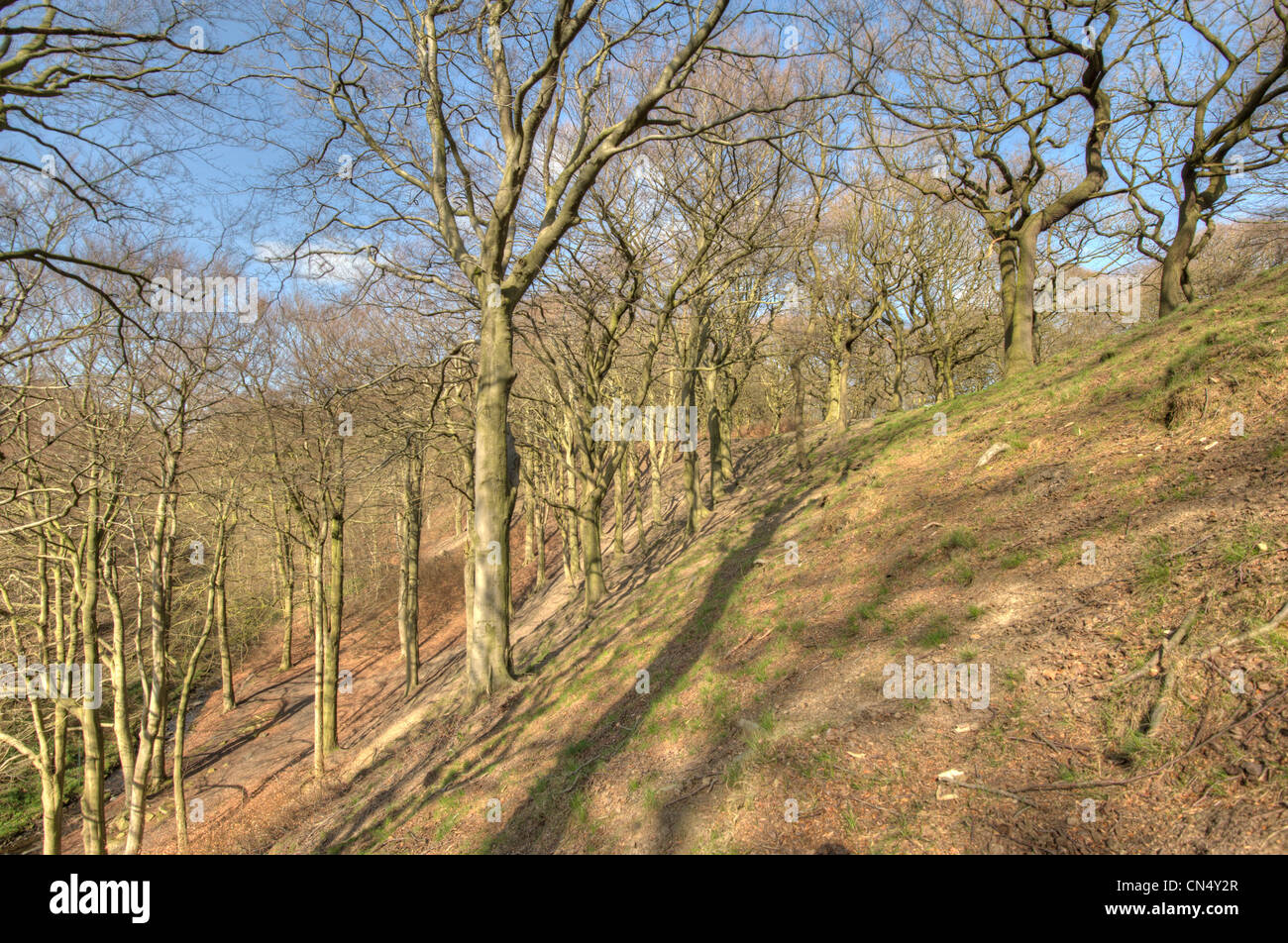 Trees growing on a woodland slope Stock Photo - Alamy