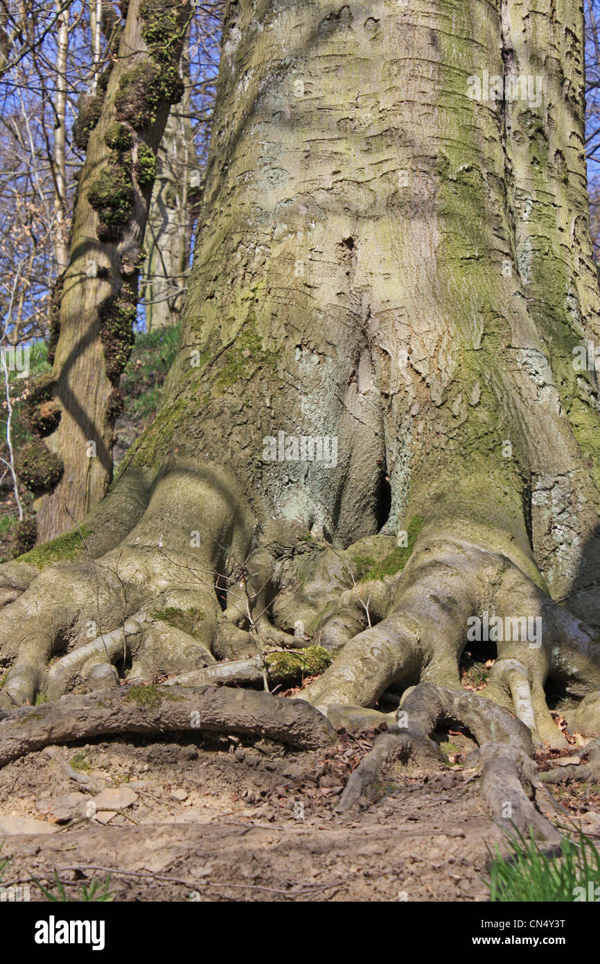 Tree which appears to have legs, feet and a navel Stock Photo - Alamy