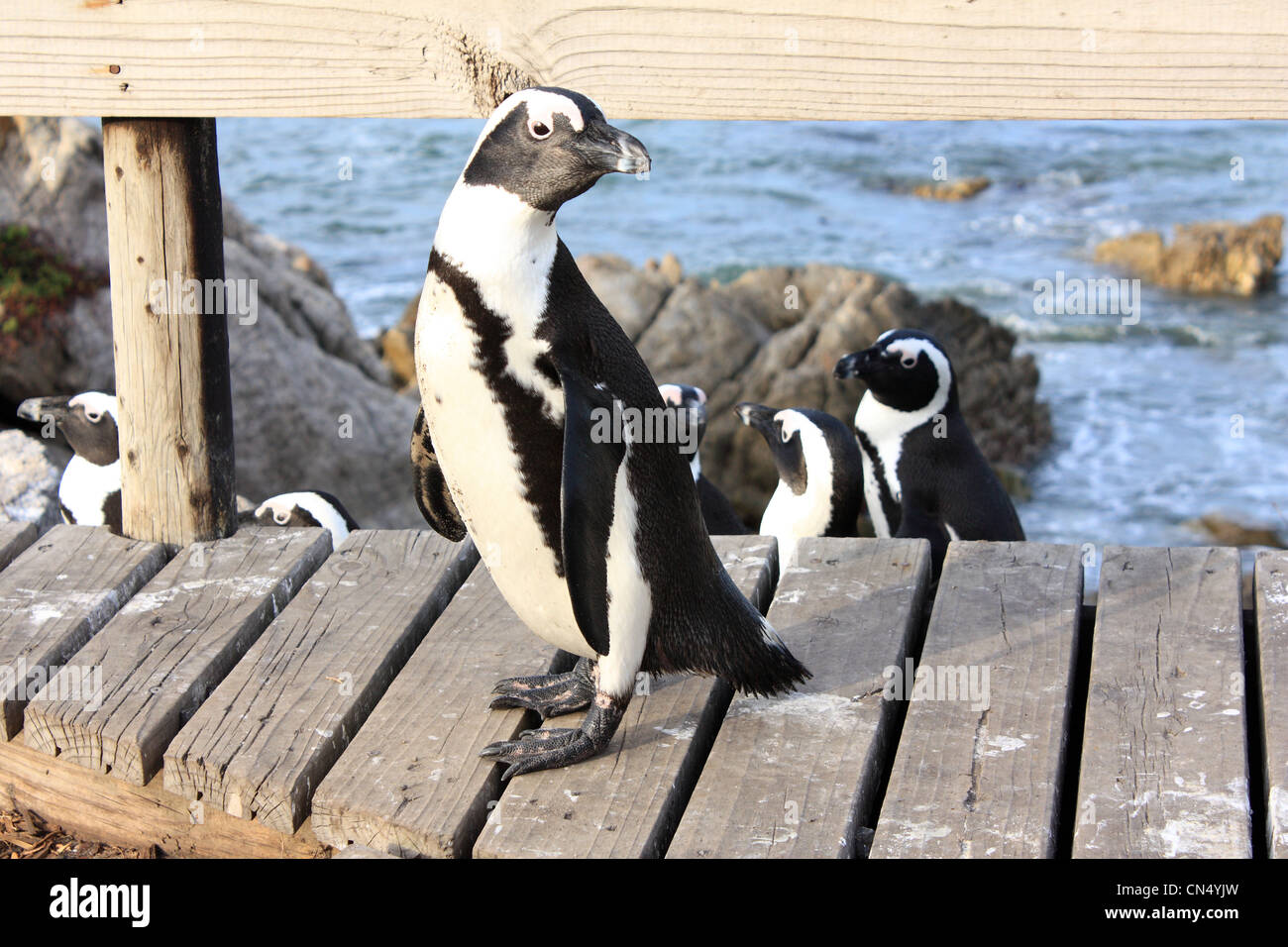 Jackass Penguins also known as African Penguins Stock Photo - Alamy