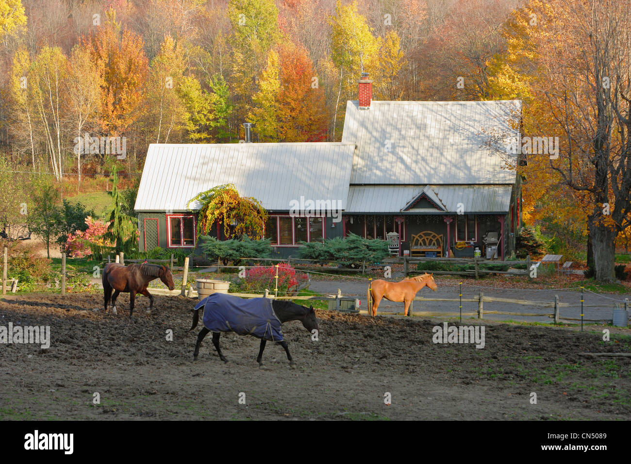 Country House and Horses in Autumn, Iron Hill, Quebec Stock Photo - Alamy