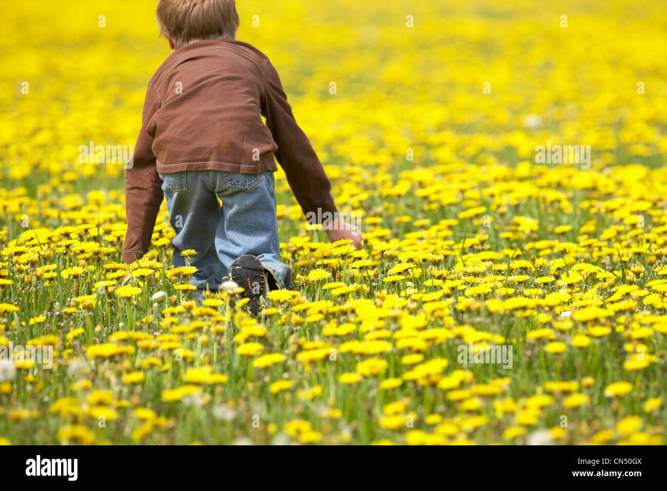 Young Boy Dragging Hands on Flowers while Running through a Field of ...