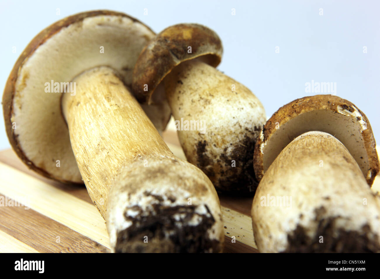 Mushrooms - Porcini, Boletus edulis Stock Photo - Alamy