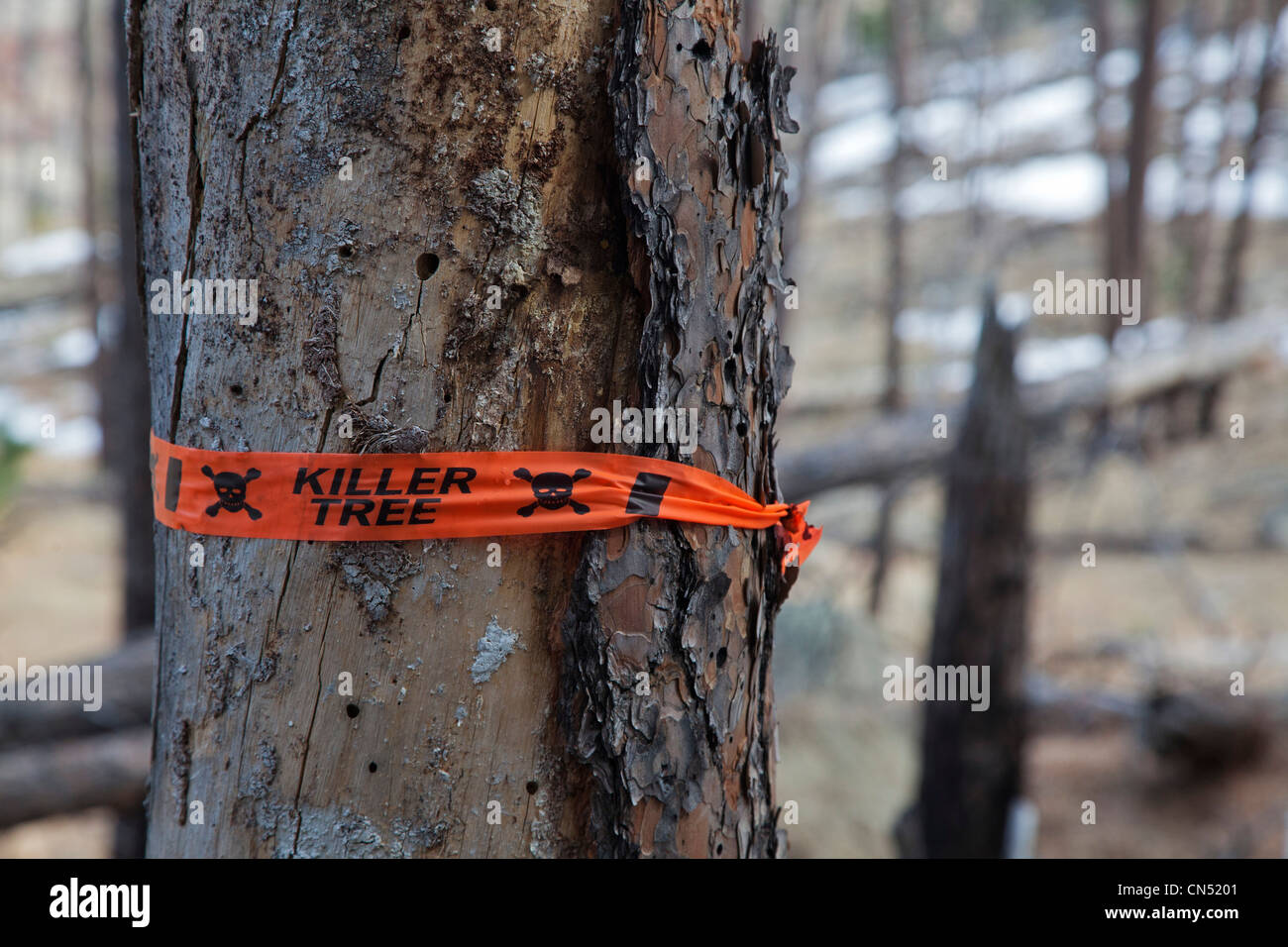 Tree Marked for Cutting after Forest Fire at Devils Tower Stock Photo ...