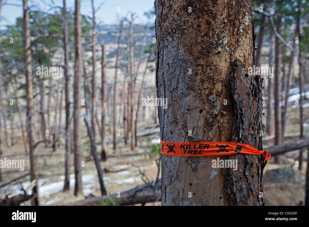 Tree Marked for Cutting after Forest Fire at Devils Tower Stock Photo ...