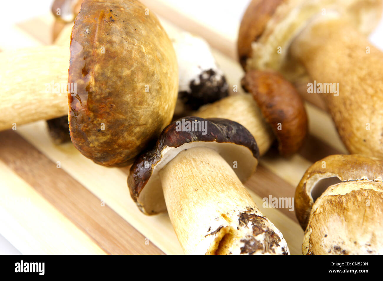 Mushrooms - Porcini, Boletus edulis Stock Photo - Alamy