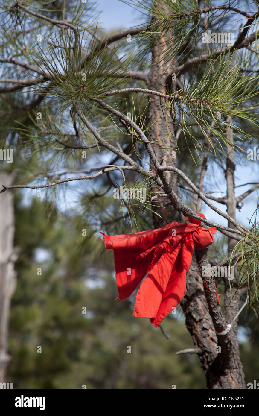 Native American prayer cloths tied to trees at the base of Devils Tower ...