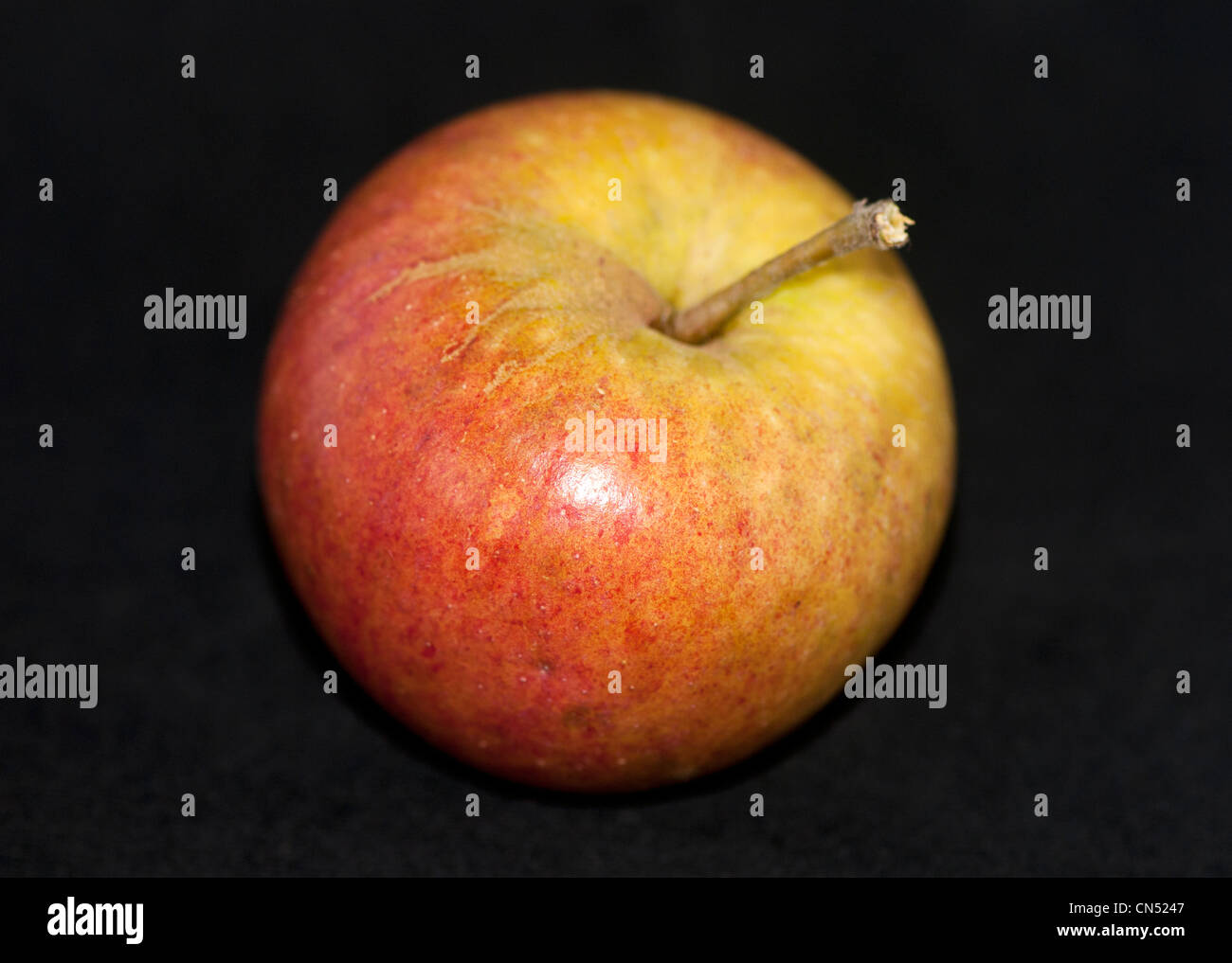 Apple cultivar, Cox's Orange Pippin Stock Photo - Alamy