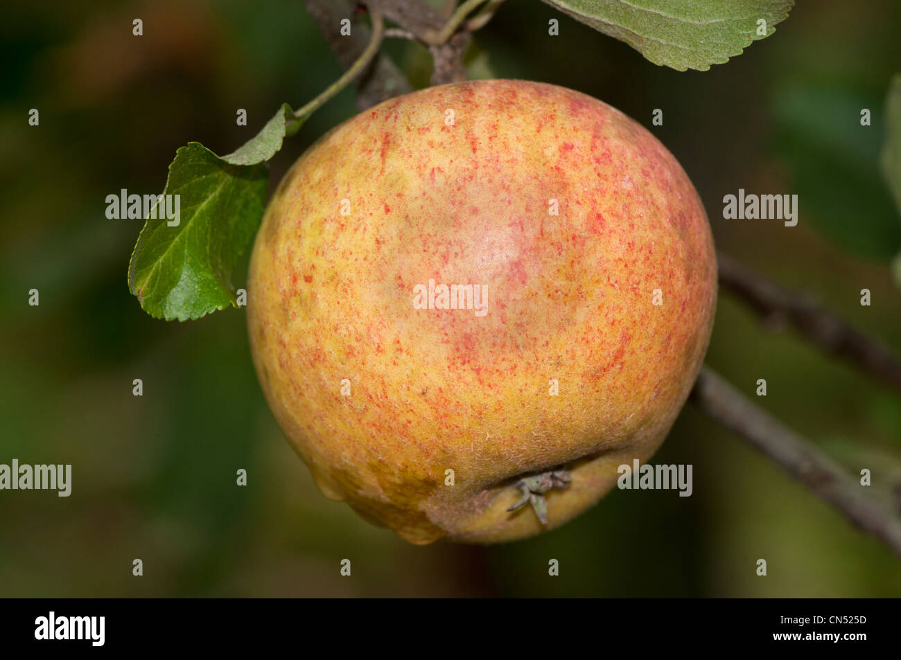Apple cultivar, Cox's Orange Pippin Stock Photo - Alamy