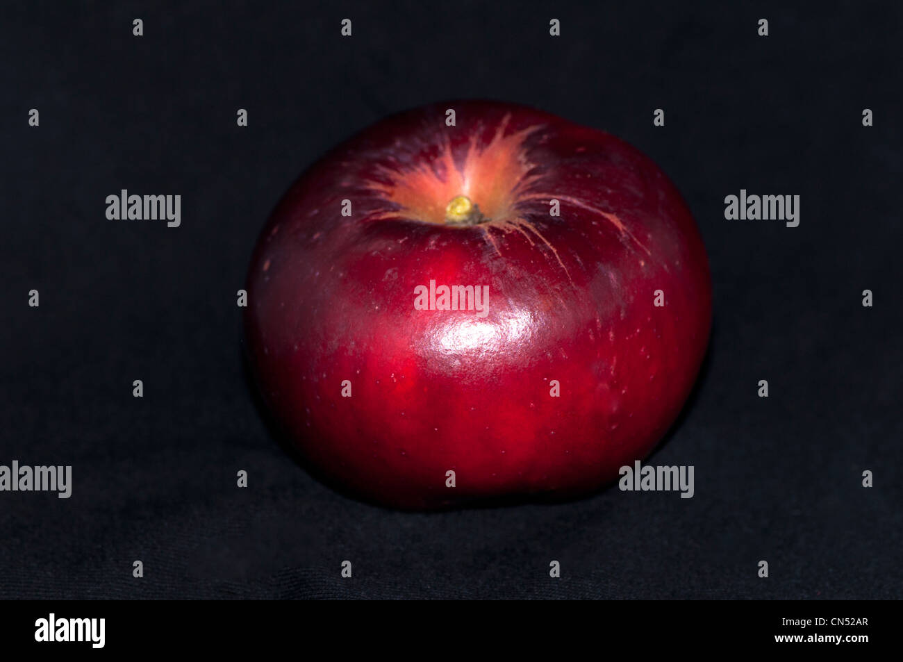 Lobo, a McIntosh-style apple cultivar from Canada Stock Photo - Alamy