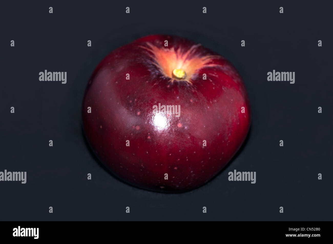 Lobo mcintosh style apple cultivar from hi-res stock photography and ...