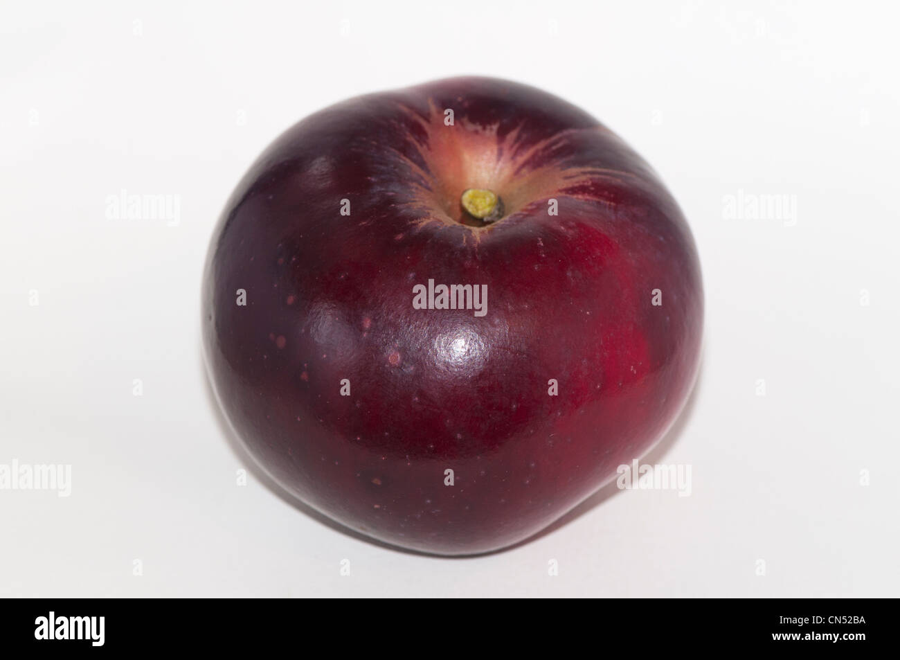 Lobo, a McIntosh-style apple cultivar from Canada Stock Photo - Alamy