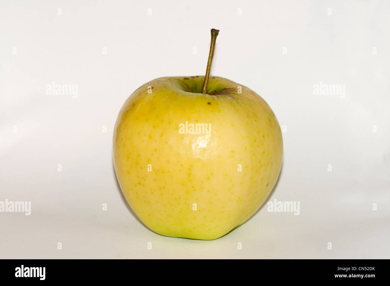 Signe Tillisch, a highly aromatic apple cultivar Stock Photo - Alamy