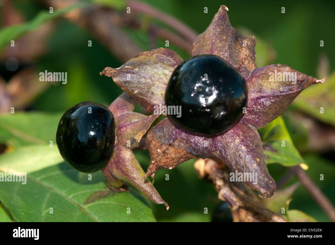 Berries of Atropa belladona Stock Photo - Alamy