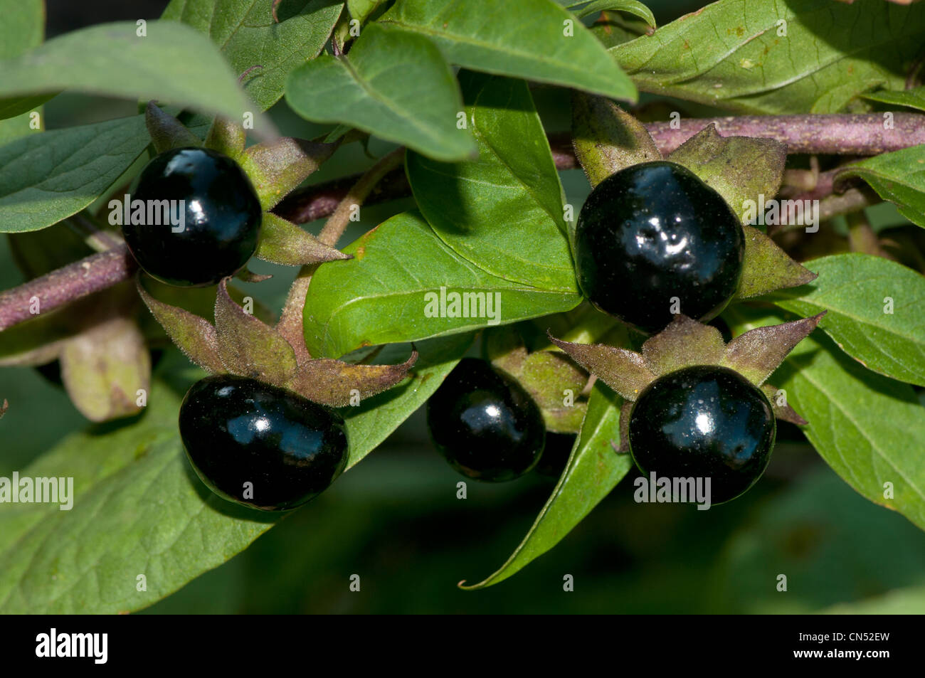 Belladonna Atropa Stock Photos & Belladonna Atropa Stock Images - Alamy