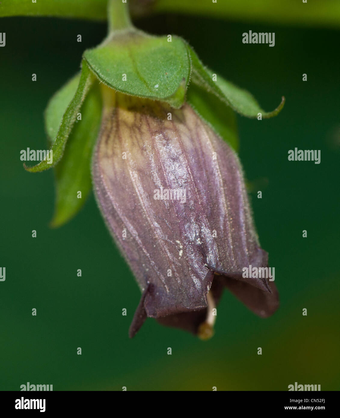 Flowers of Atropa belladona Stock Photo - Alamy