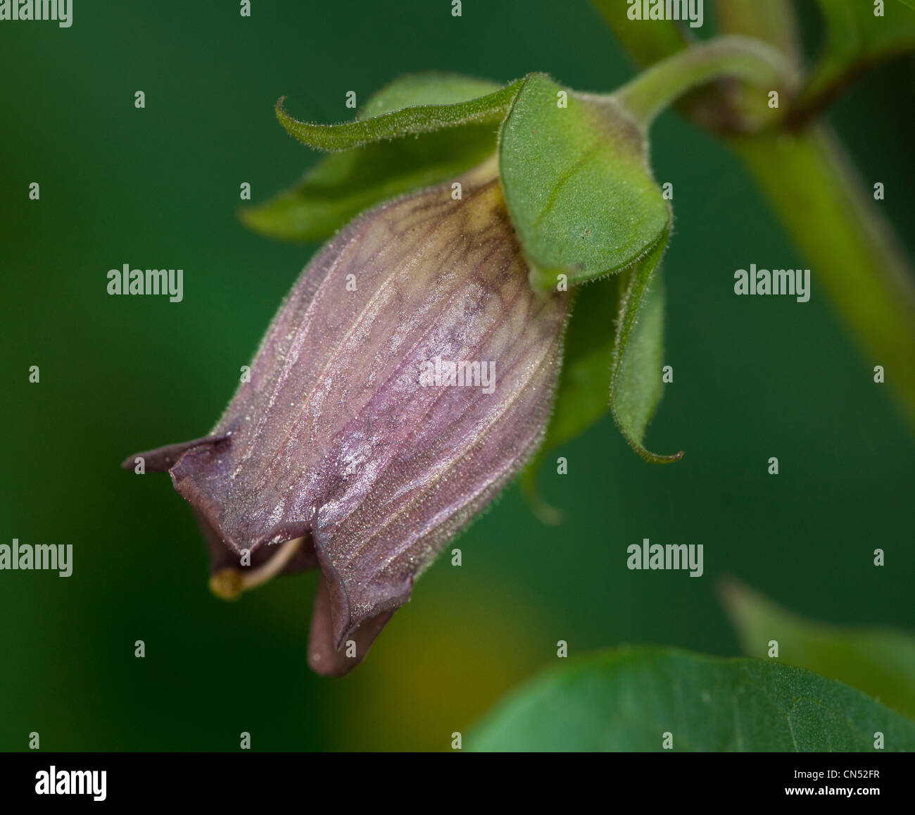 Flowers of Atropa belladona Stock Photo - Alamy