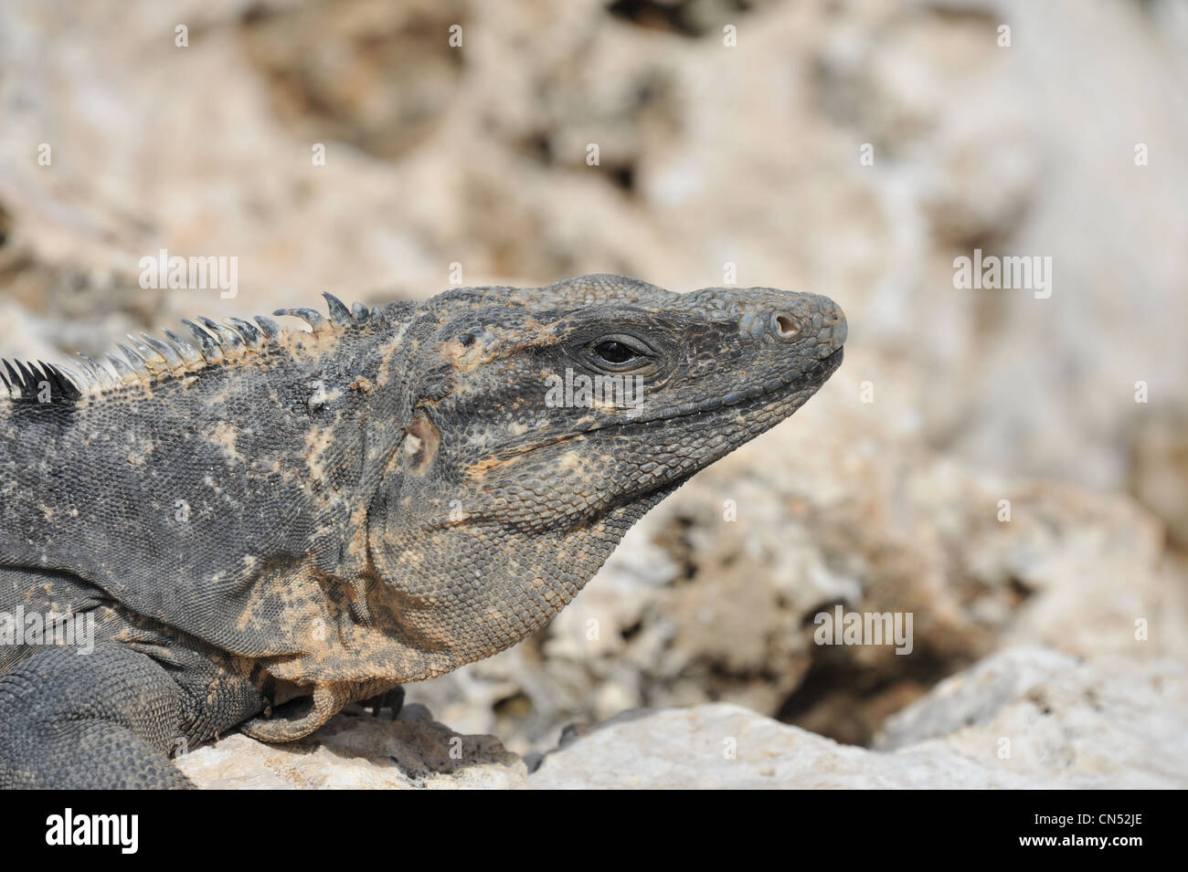 Iguana at Cancun in Mexico Stock Photo - Alamy