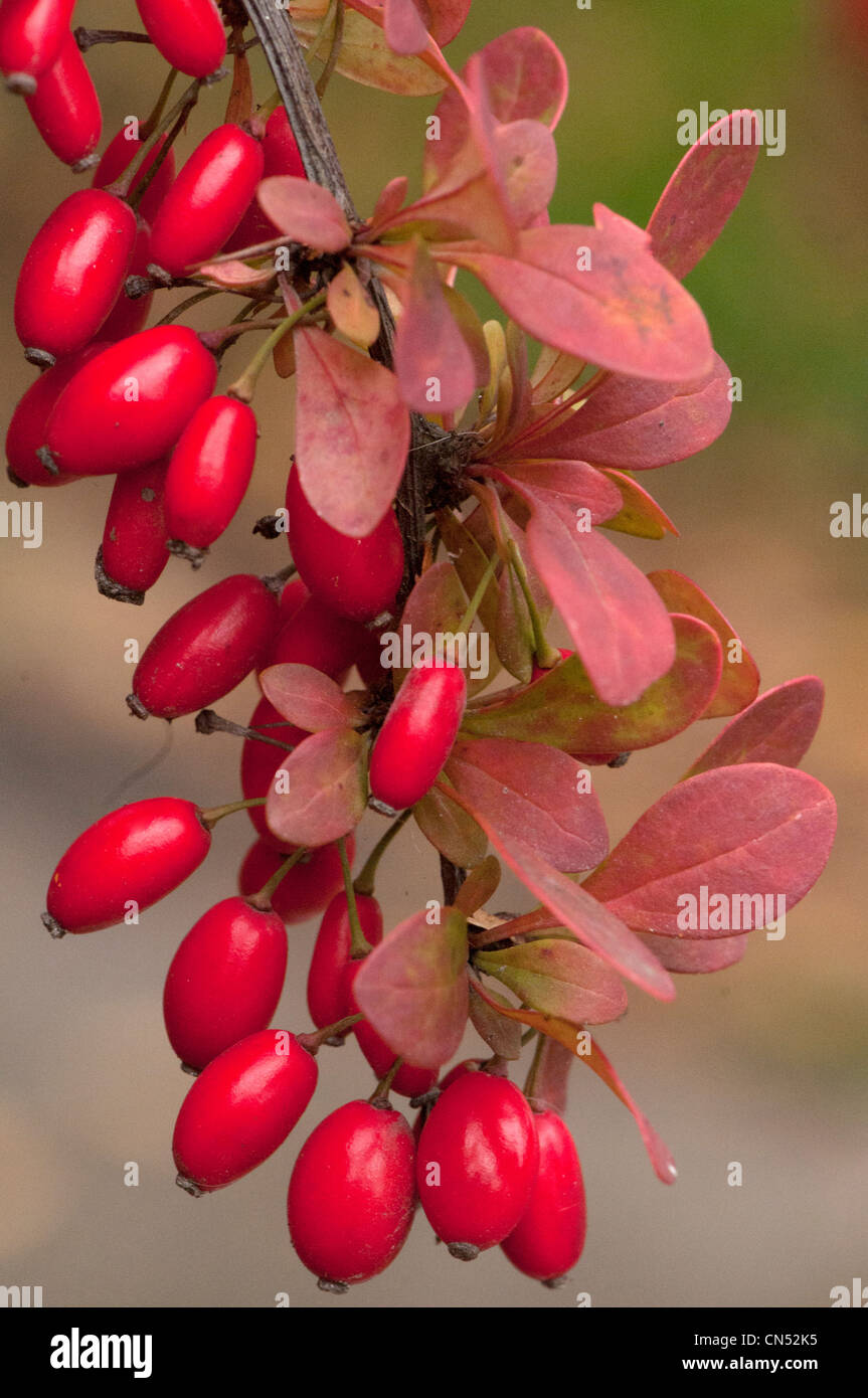 Barberry bush berries hi-res stock photography and images - Alamy