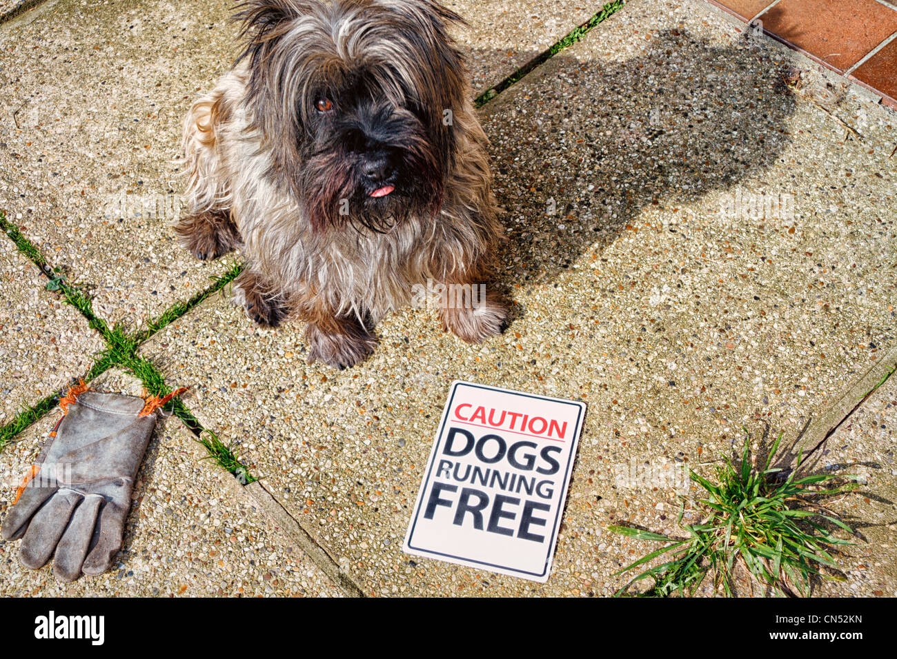 Funny dog warning sign hi-res stock photography and images - Alamy