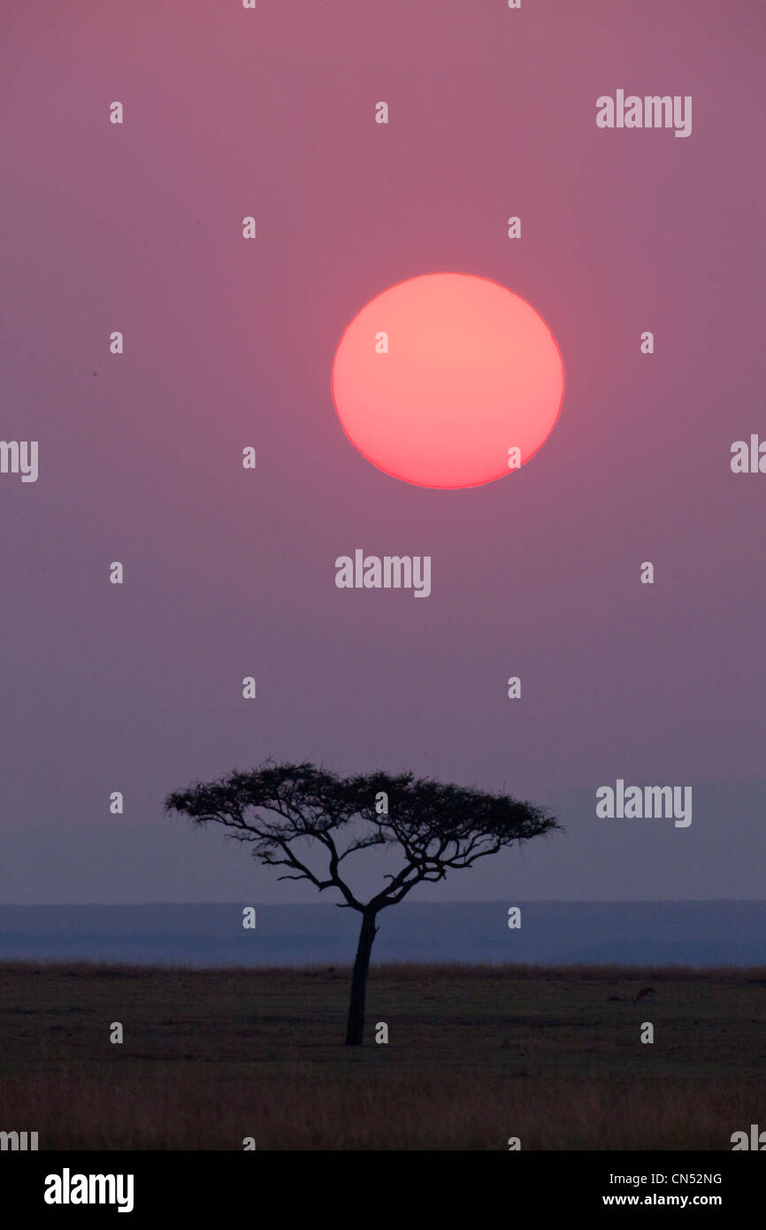 Kenya, Masai Mara Game Reserve, sunset Stock Photo - Alamy