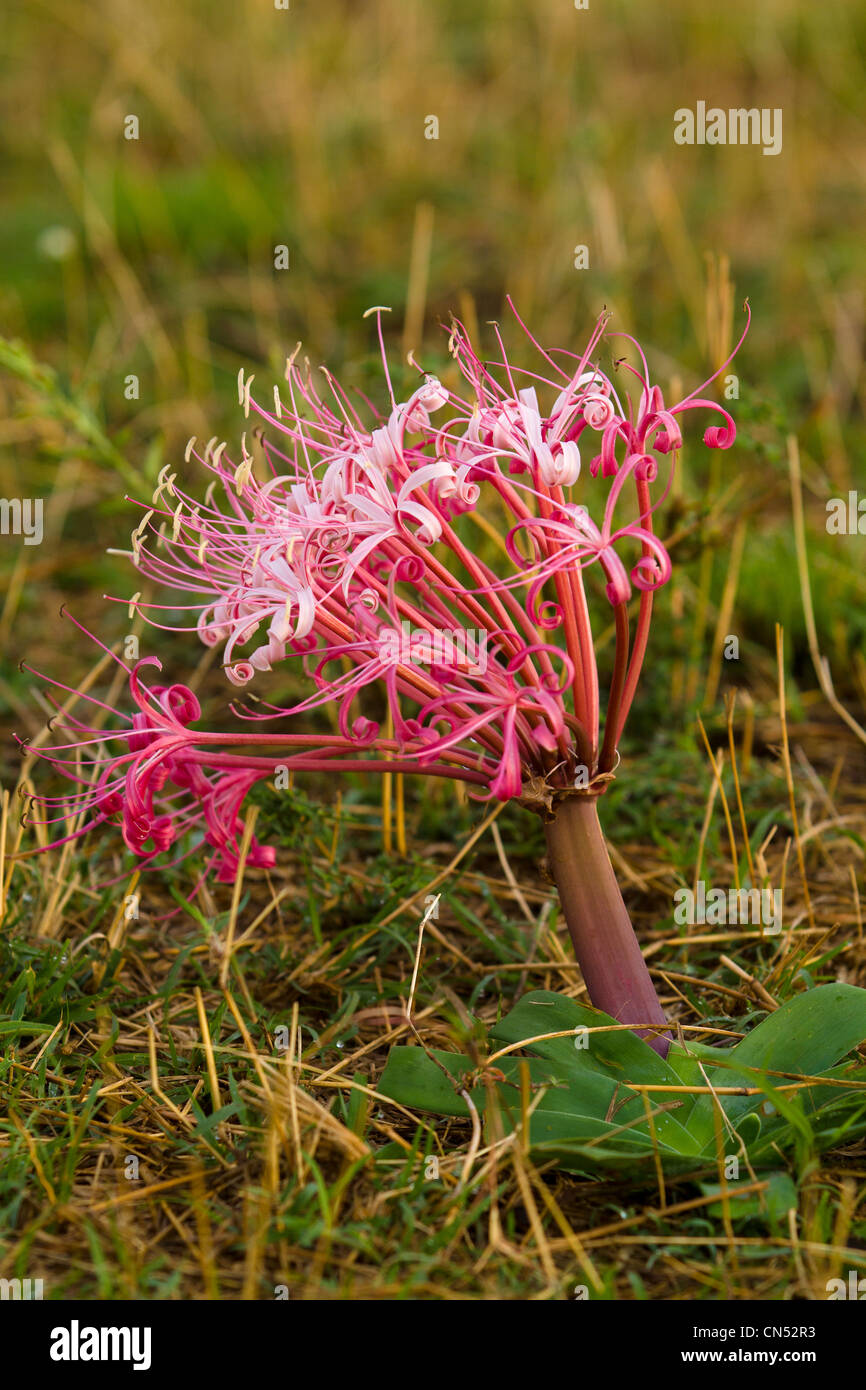 Kenya, Masai Mara Game Reserve, flower (Amnocharis tinneana Stock Photo ...