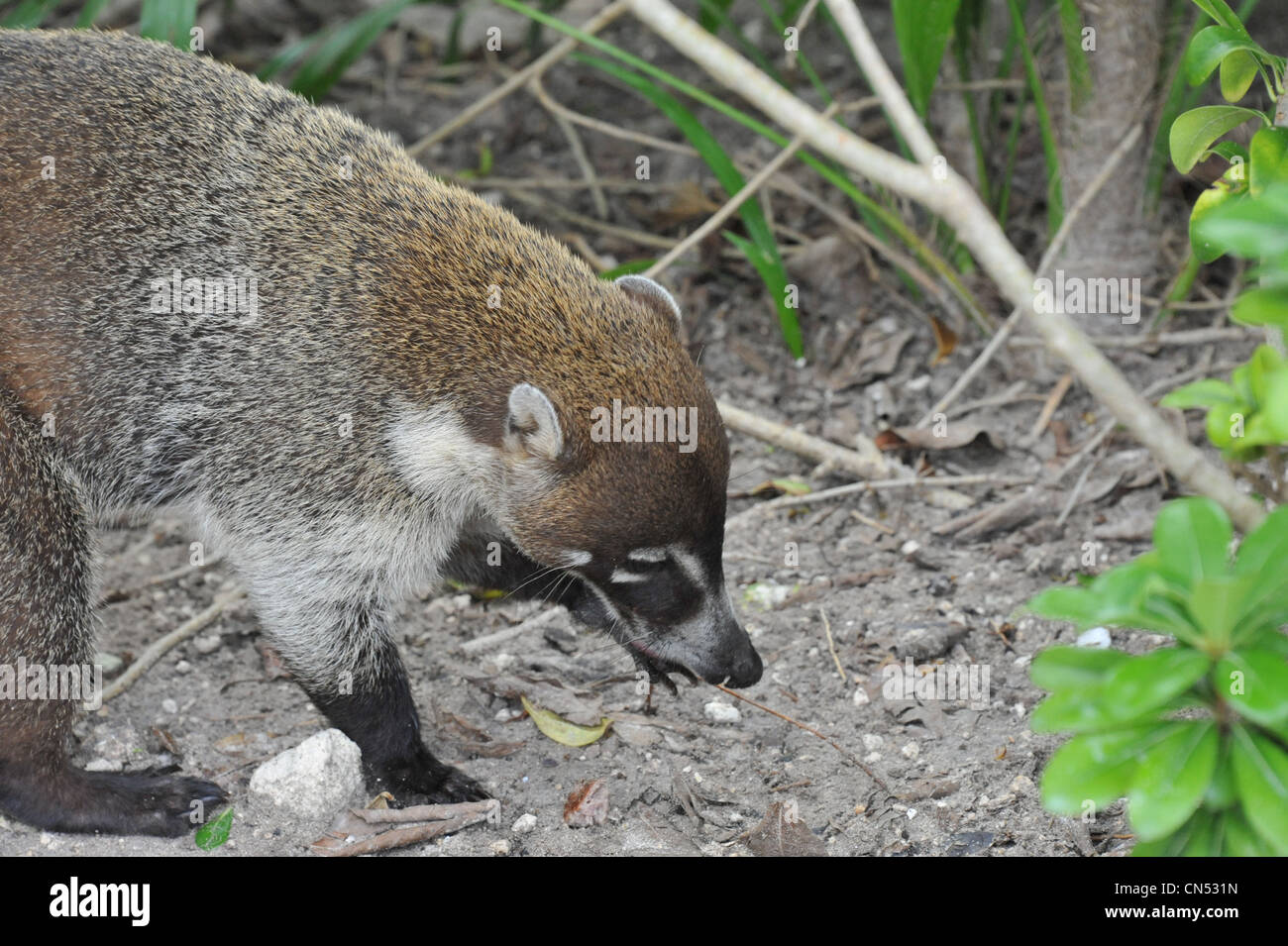 White-nosed Coati Stock Photo - Alamy