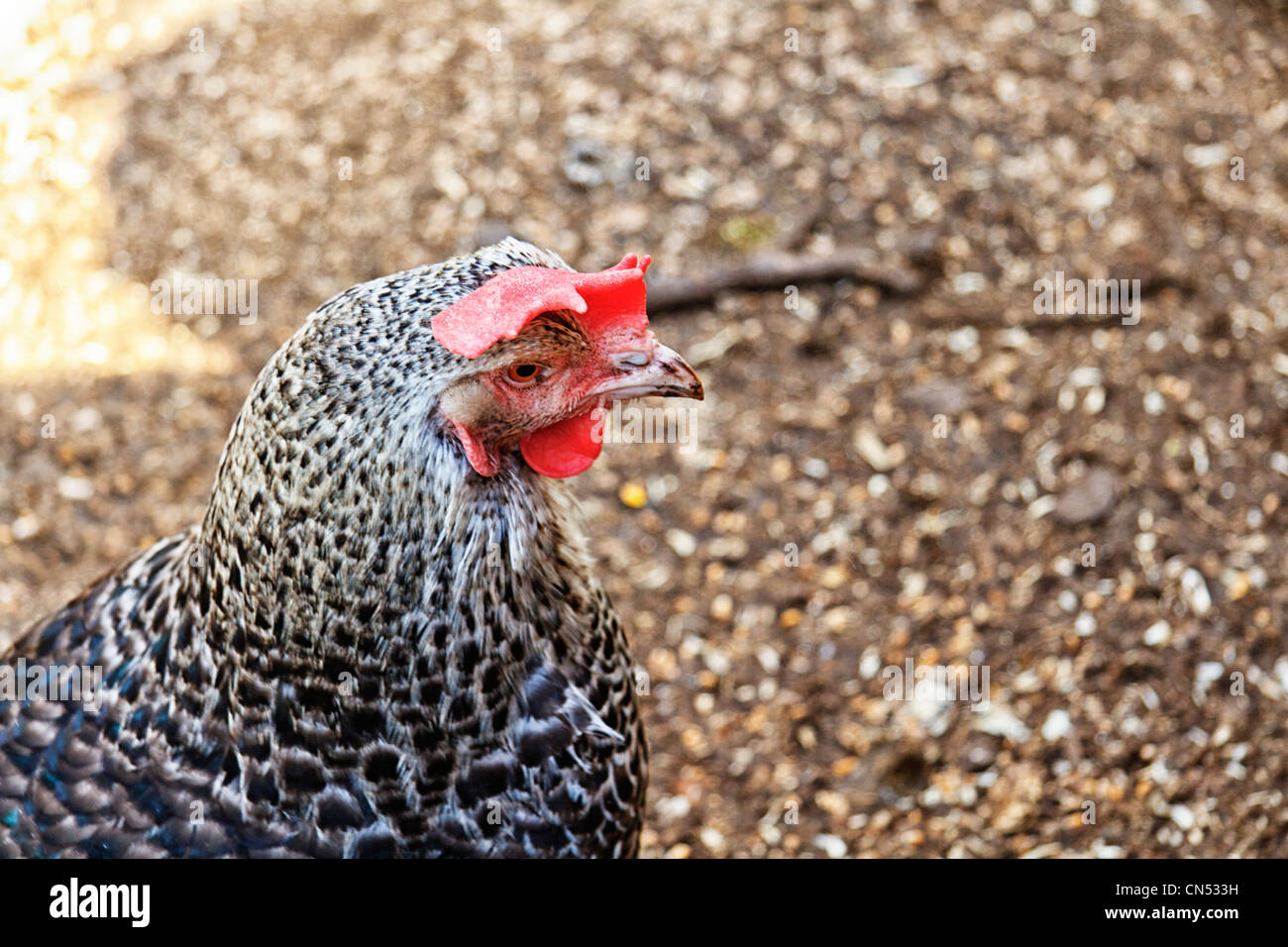 Maran chicken hi-res stock photography and images - Alamy