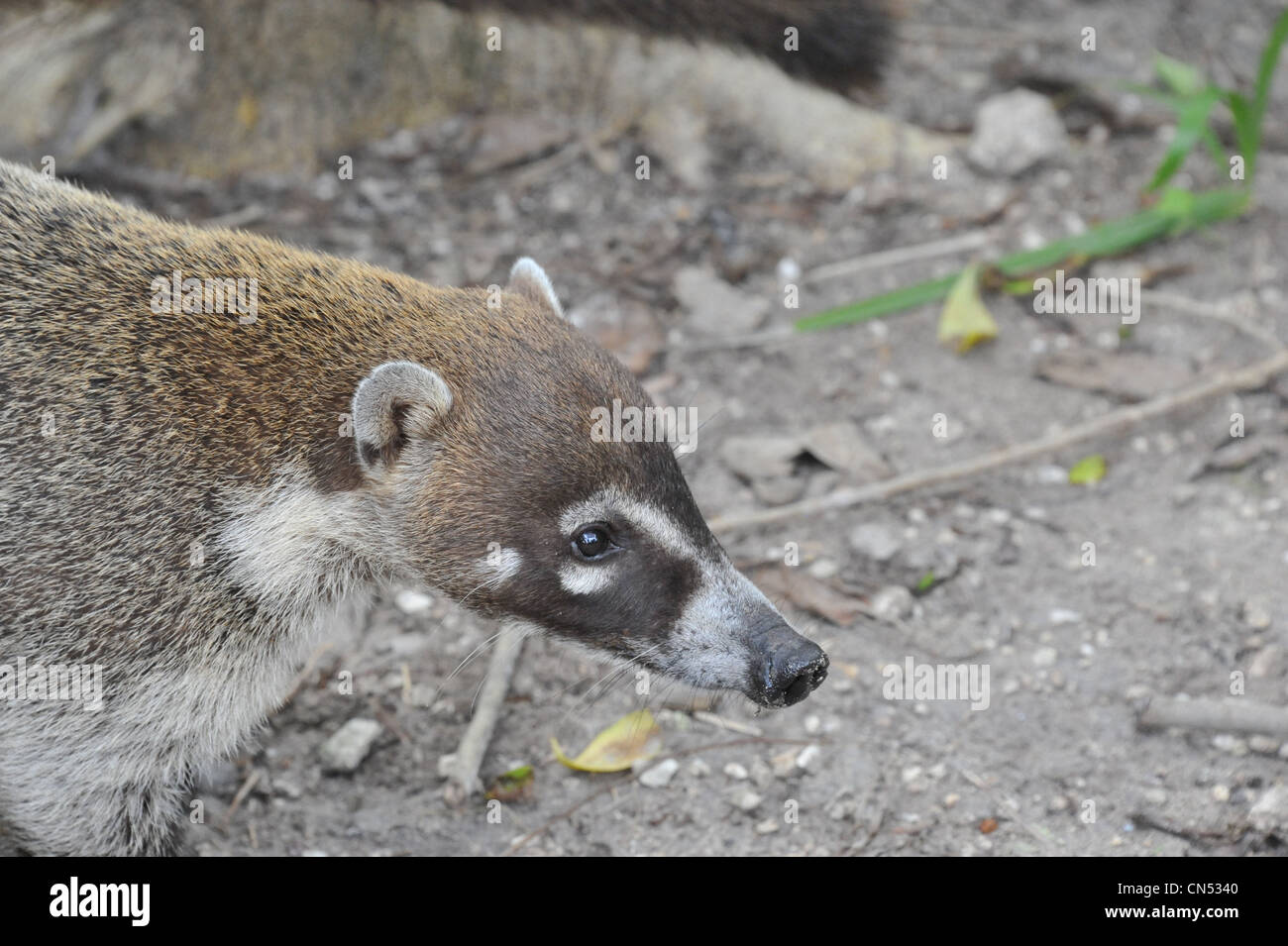 White-nosed Coati Stock Photo - Alamy